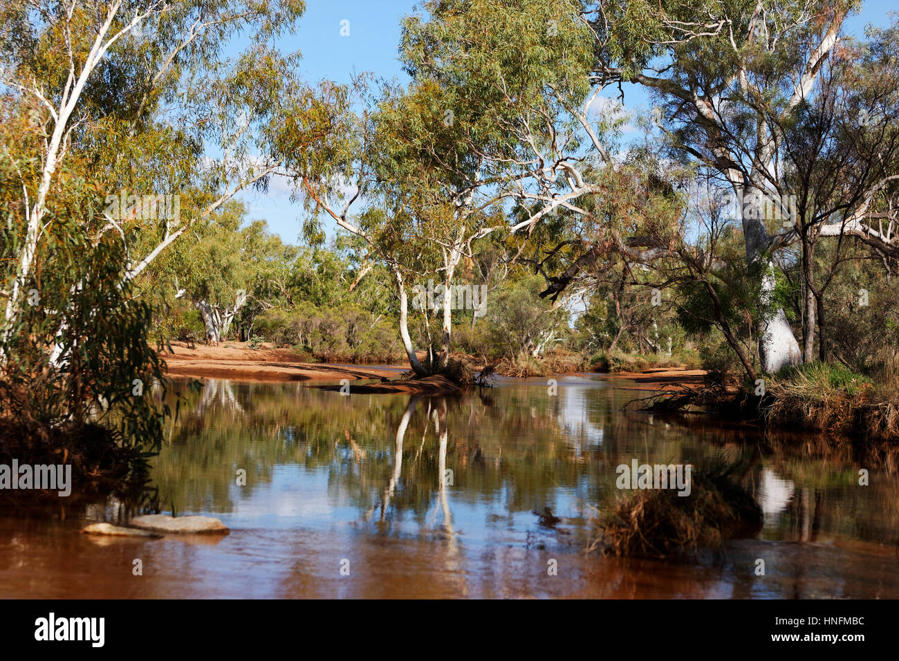 Australian billabong surrounded by Eucalyptus Gum Trees, Pilbara ...