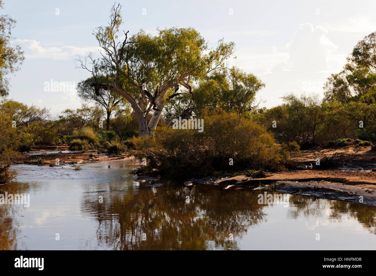 Australian billabong surrounded by Eucalyptus Gum Trees, Pilbara ...