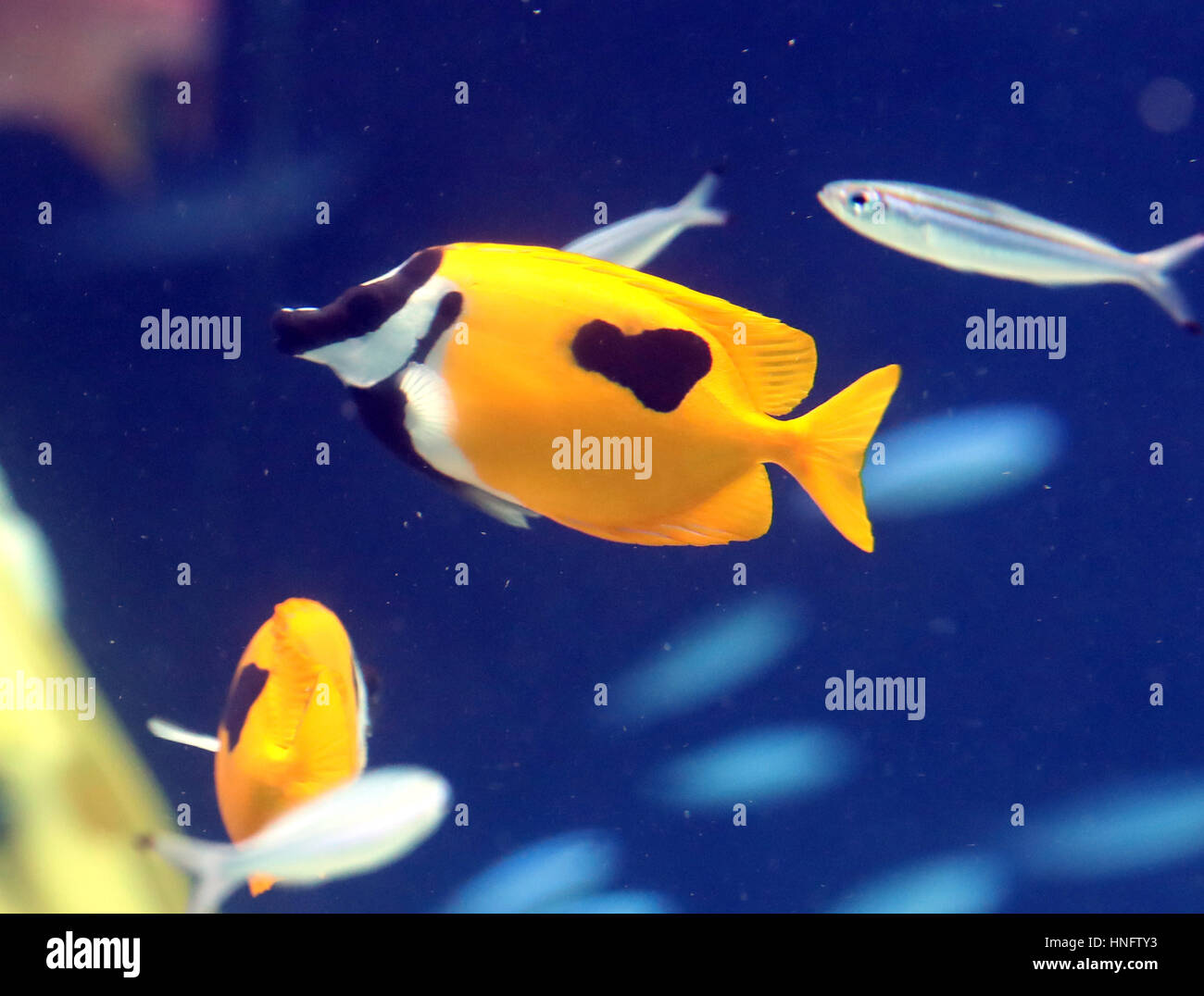 Tokyo, Japan. 12th Feb, 2017. A blotched foxface with a heart shaped ...