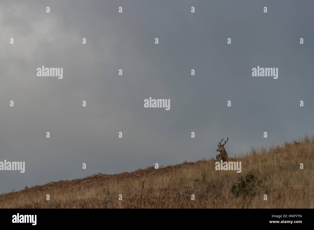 Ardlussa estate hi-res stock photography and images - Alamy