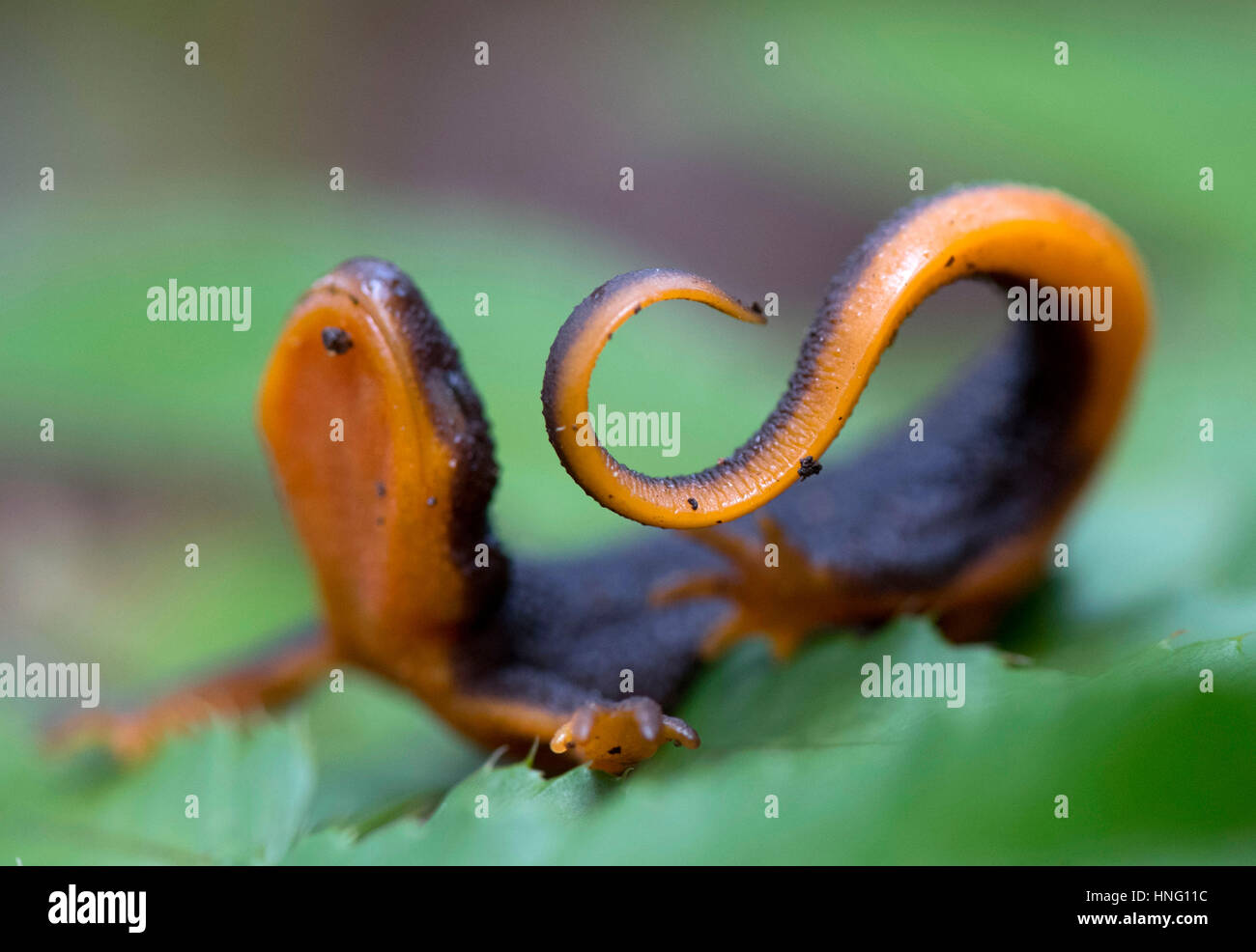 Rough skinned newt hi-res stock photography and images - Alamy