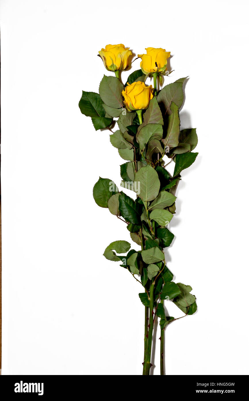 Three yellow roses on a white background Stock Photo - Alamy