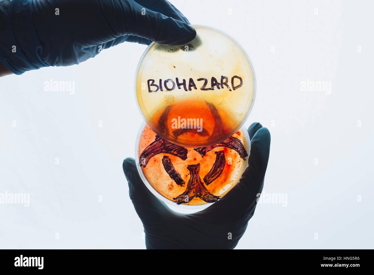 Hands hold Petri dishes with biohazard word symbol sign. Contaminated ...