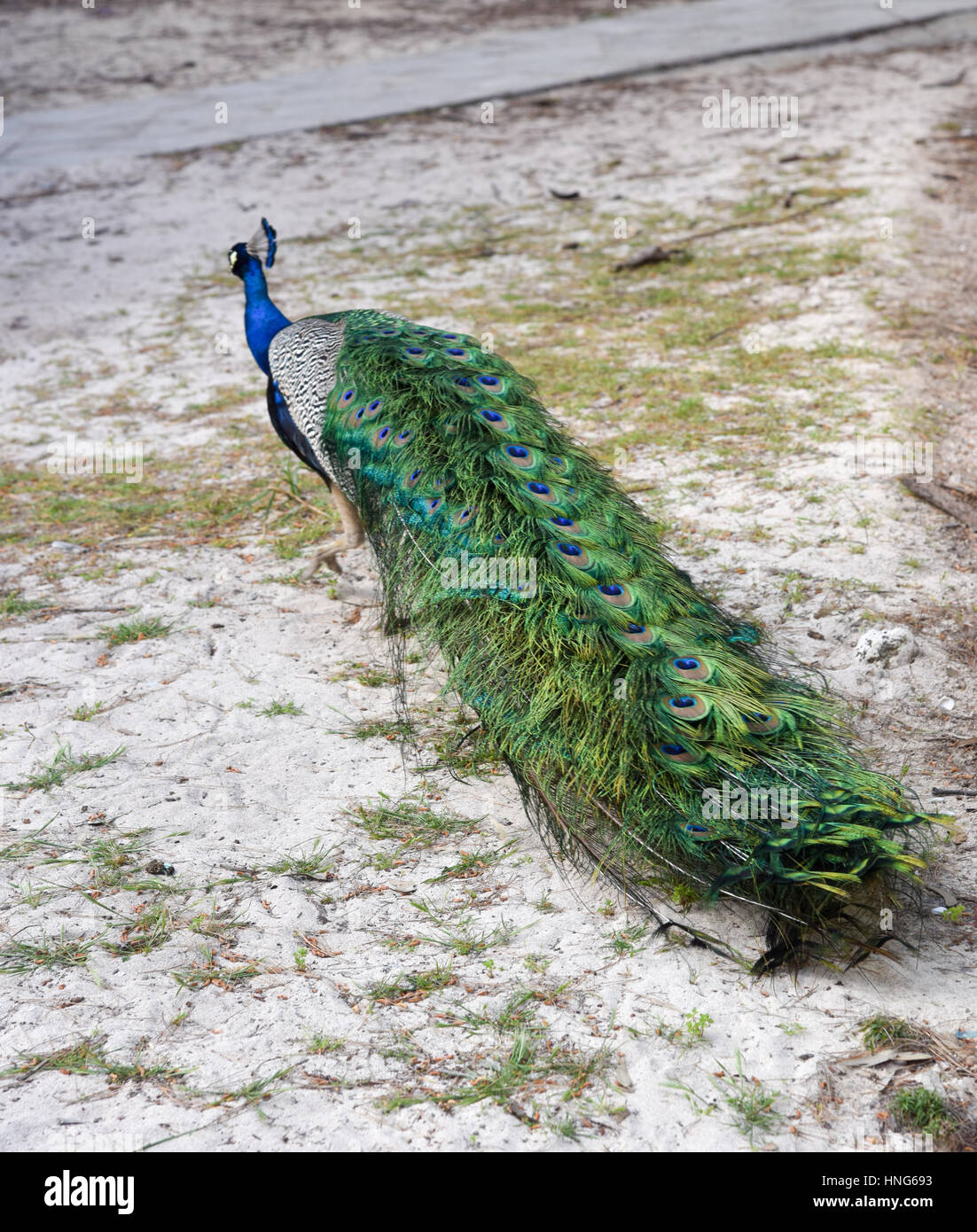 Male peacock, or Indian Peafowl, with bright blue and green plumage ...