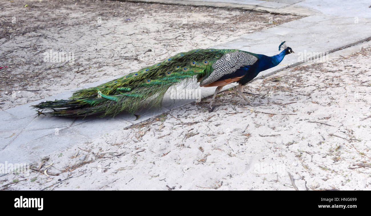 Male peacock, or Indian Peafowl, with bright blue and green plumage ...