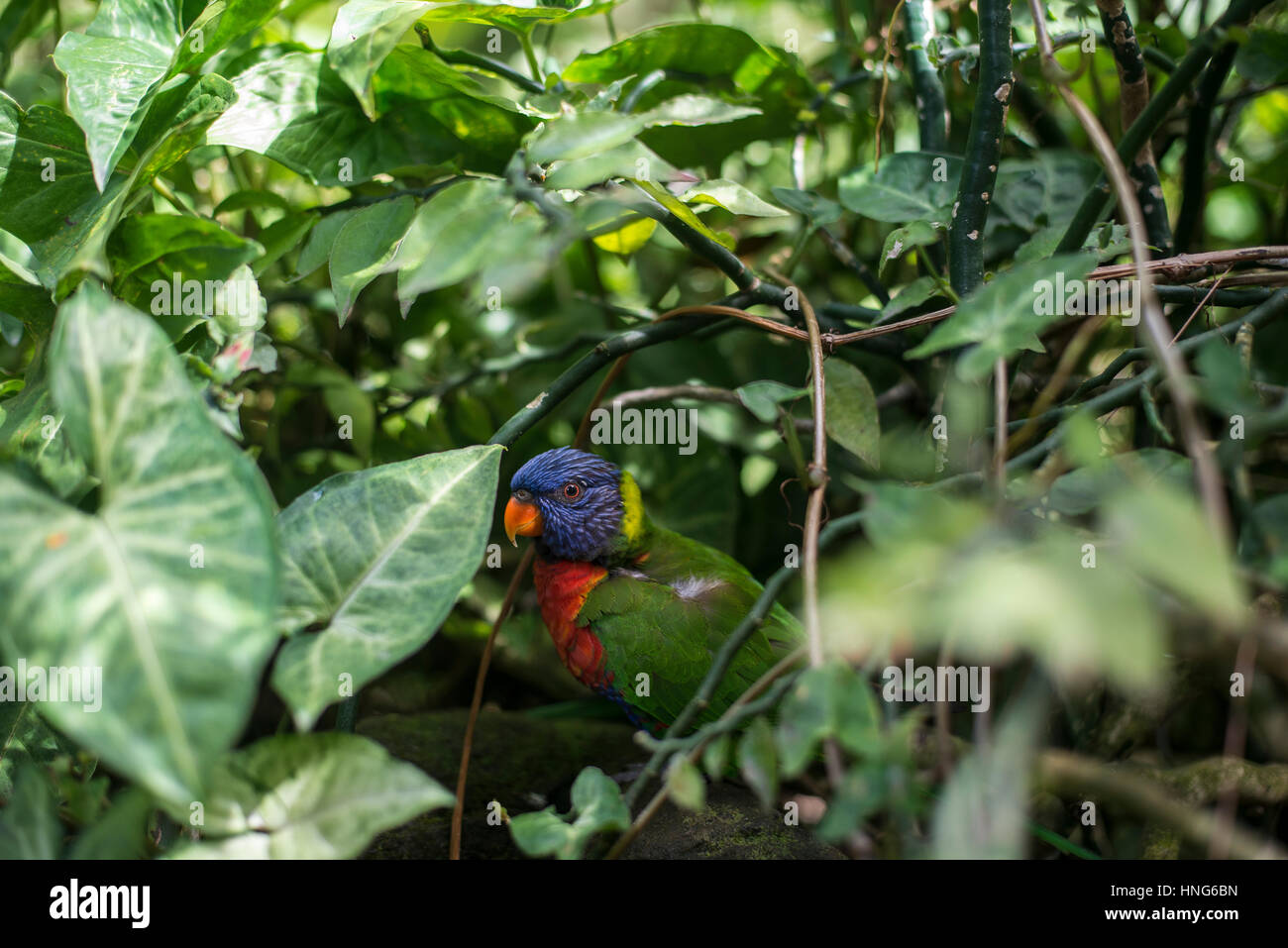 Cute parrot hi-res stock photography and images - Alamy