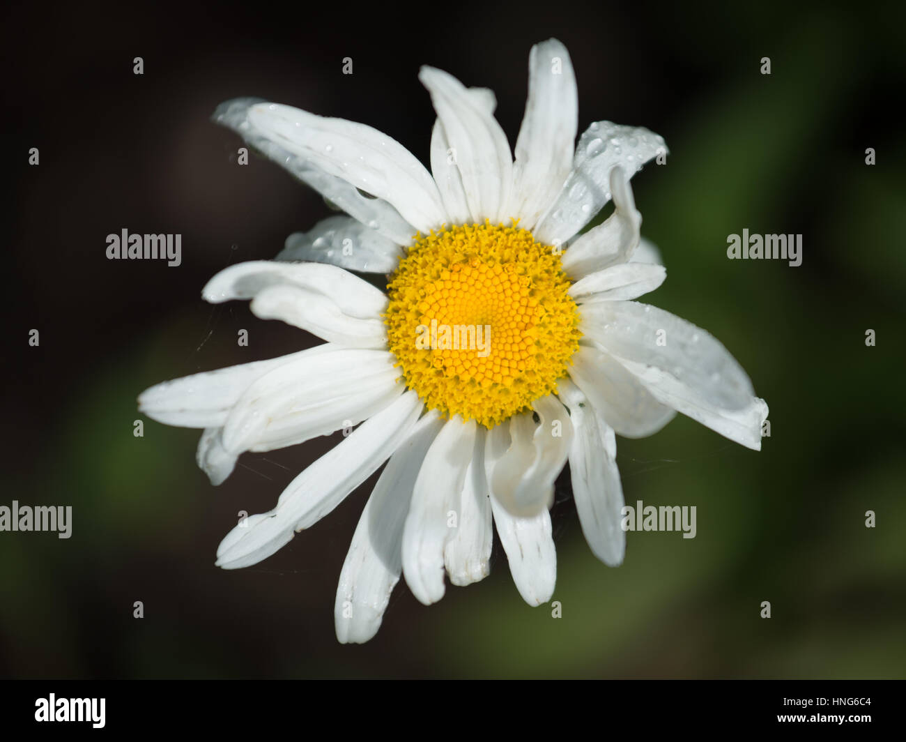 White daisy with rain drops on the petals Stock Photo - Alamy