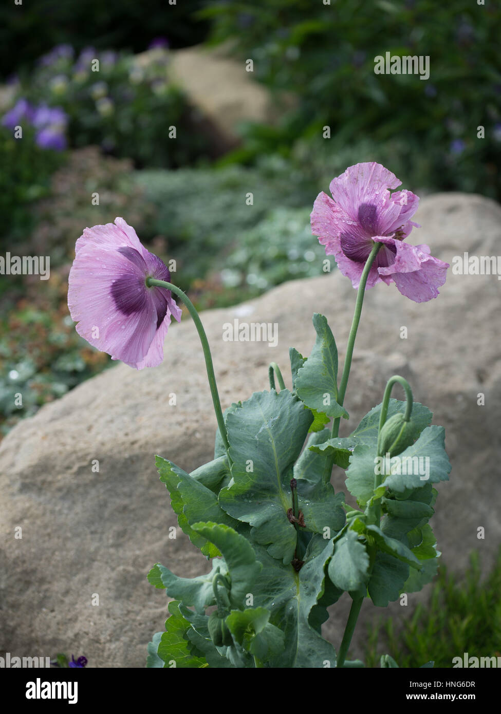 Purple poppies in Silver Springs Botanical Gardens Stock Photo - Alamy