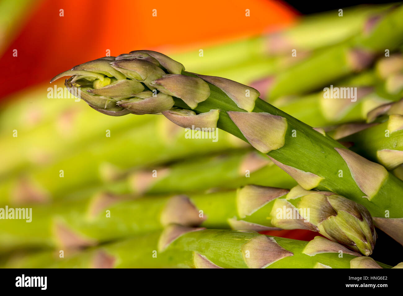 Vegetable Asparagus in a bowl close up with a single stalk Stock Photo ...