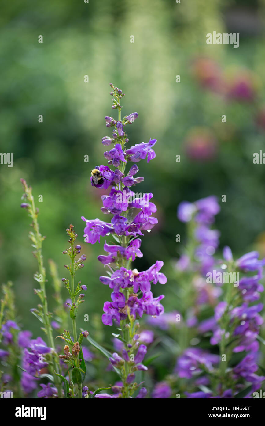 Silver springs botanical garden hi-res stock photography and images - Alamy