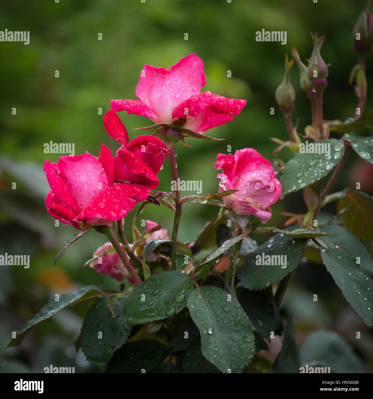 Stock roses bloom hi-res stock photography and images - Alamy