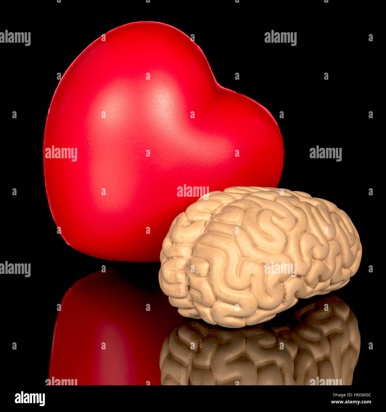 Tan colored brain and red heart on a reflective surface Stock Photo - Alamy