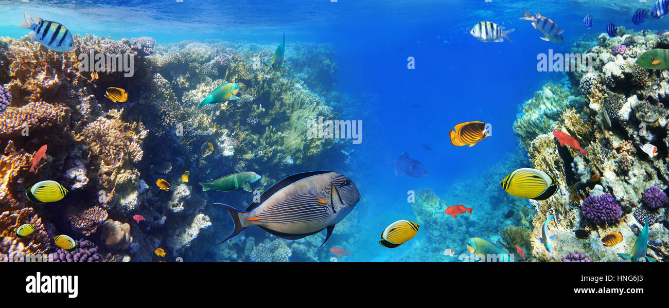 Colorful coral reef fishes of the Red Sea Stock Photo - Alamy