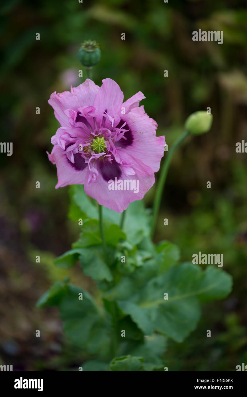 Pink Purple Poppies Stock Photo - Alamy