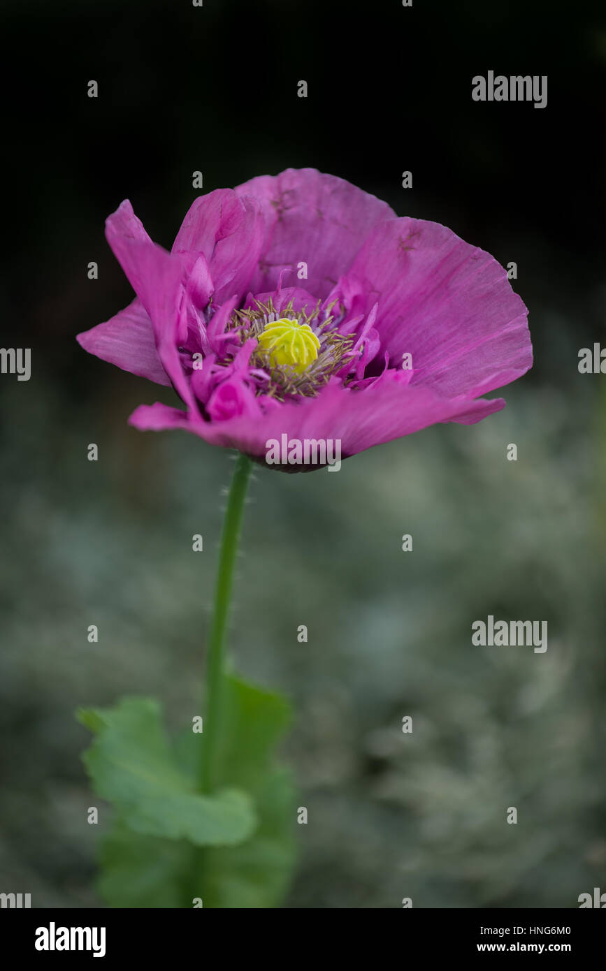 Pink poppies hi-res stock photography and images - Alamy