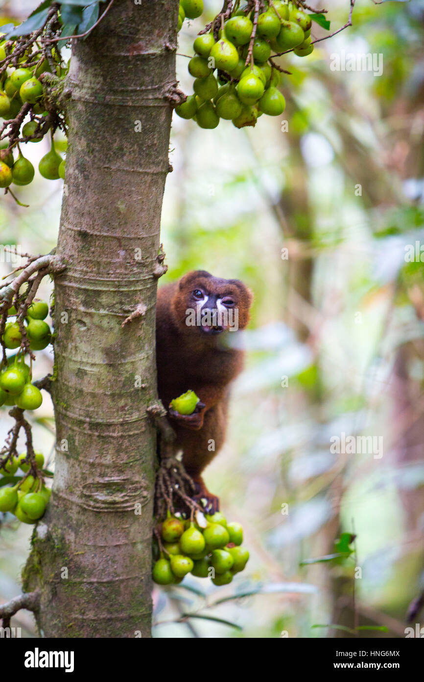 Africa rainforest fig hi-res stock photography and images - Alamy