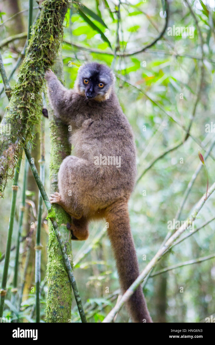 Lemur on the tree in Ranomafana national park in Madagascar Stock Photo ...