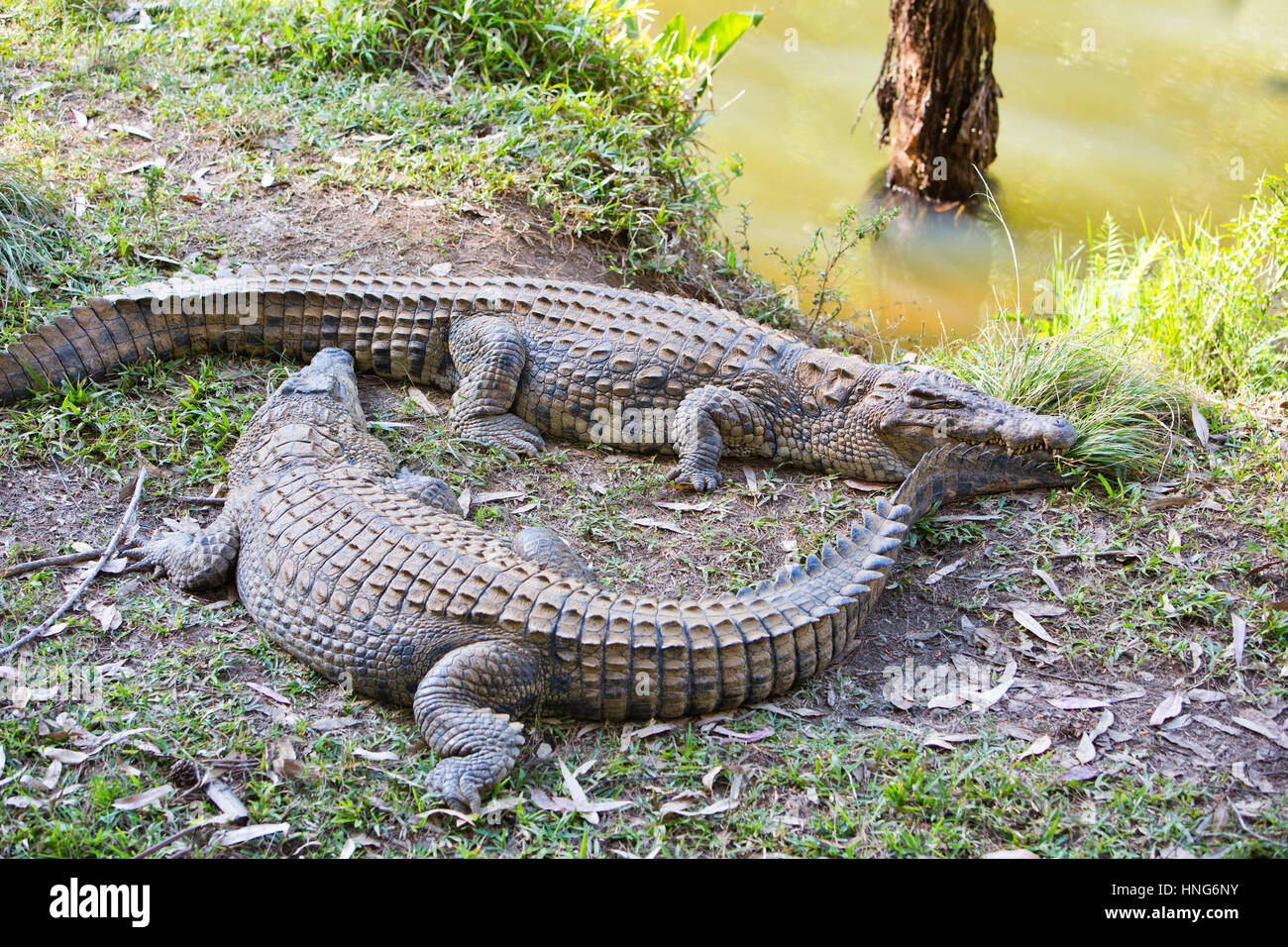 Crocodilus niloticus hi-res stock photography and images - Alamy