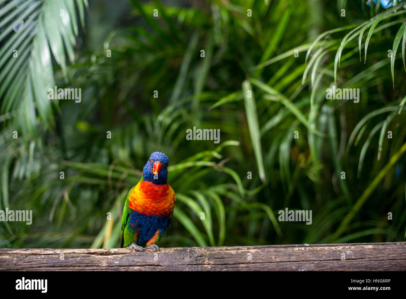 Cute parrot hi-res stock photography and images - Alamy