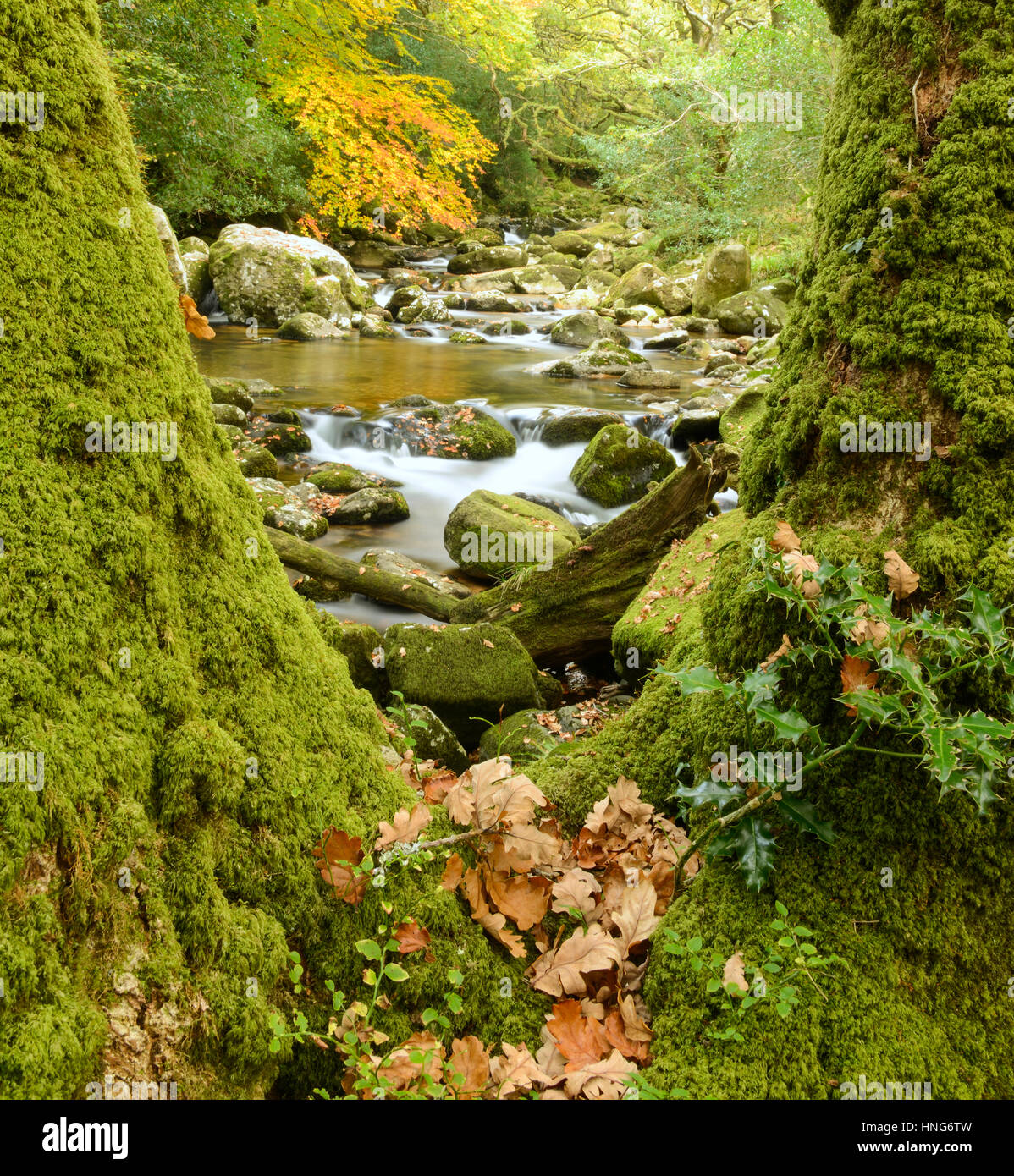 River Plym in autumn nr Shaugh Prior Stock Photo - Alamy