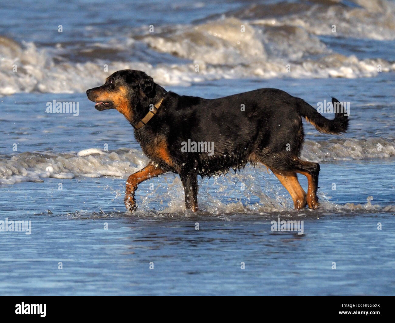 Formby beach dog hi-res stock photography and images - Alamy