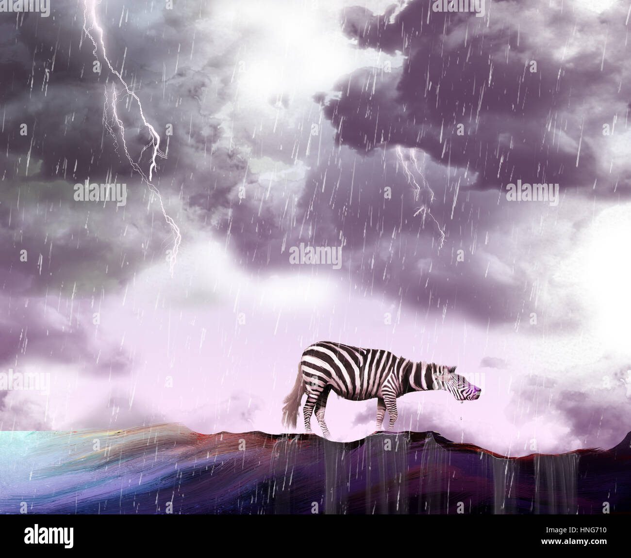 bad weather and zebra Stock Photo - Alamy