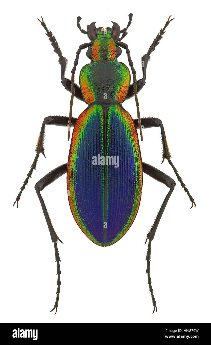 Bright coloured beetle hi-res stock photography and images - Alamy