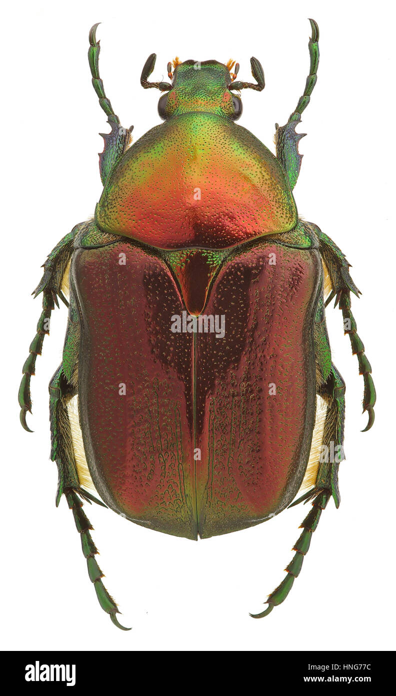 Flower beetle Protaetia angustata isolated on white background Stock ...