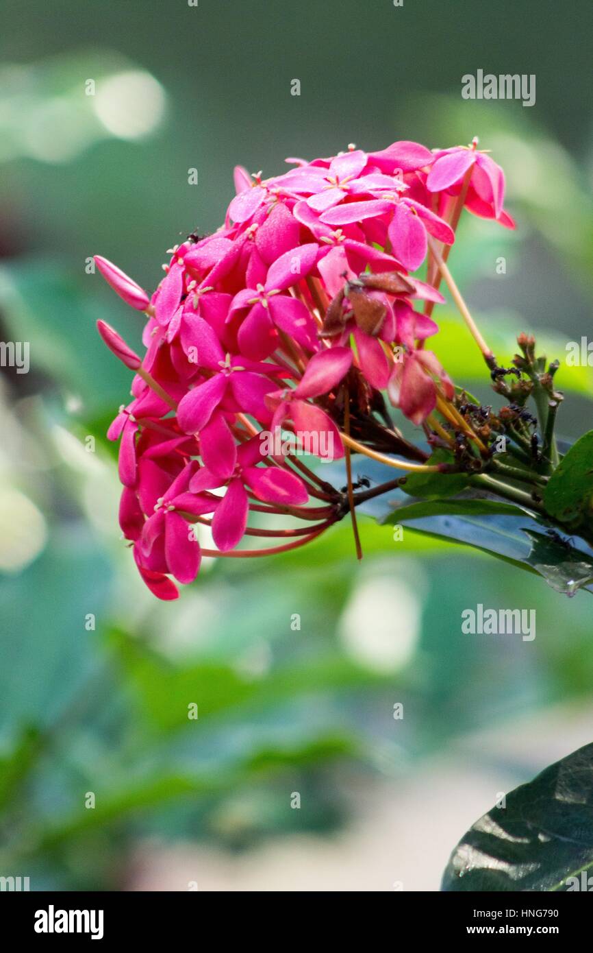 Pink Rainforest Flowers