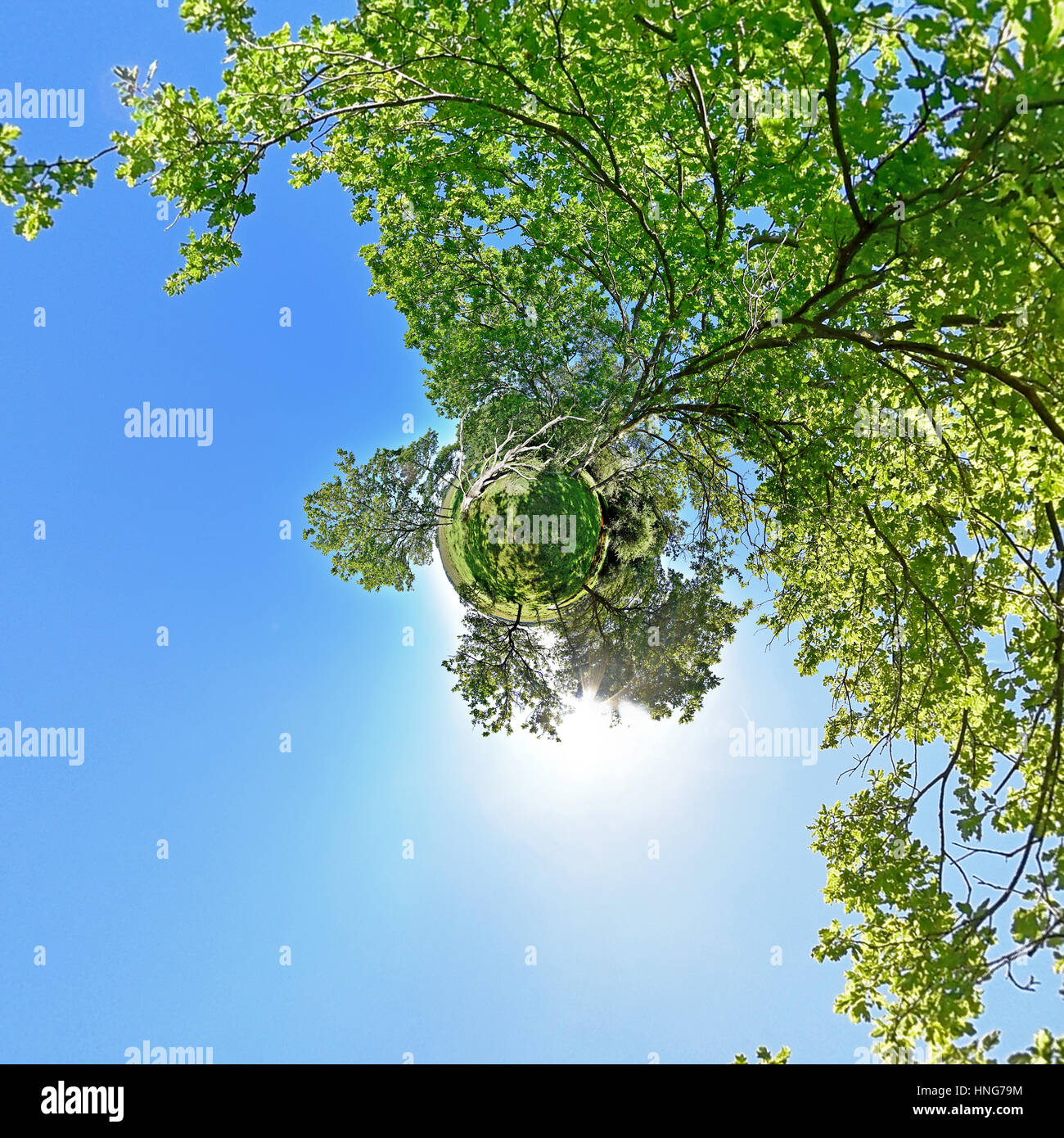 Little planet view of an oak tree in the New Forest National Park ...