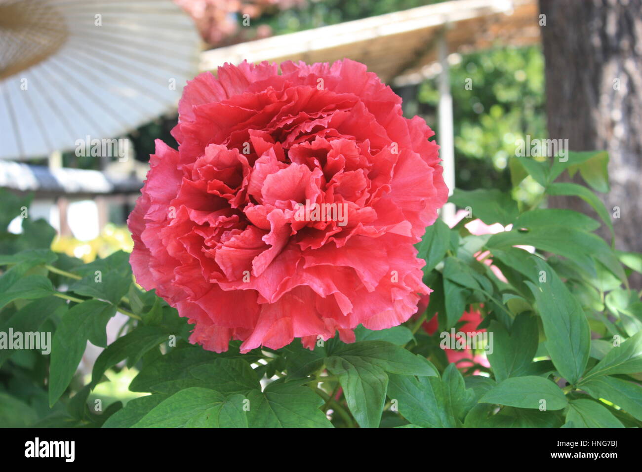 Noon flower hi-res stock photography and images - Alamy