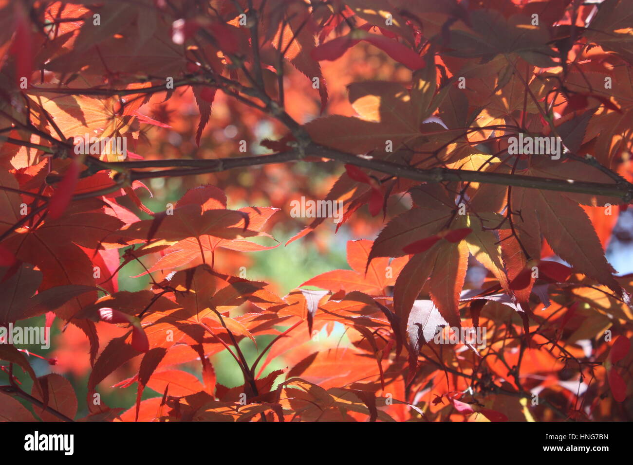 Tree japanese maple hi-res stock photography and images - Alamy