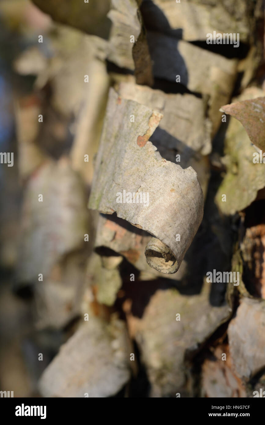 Curly tree hi-res stock photography and images - Alamy