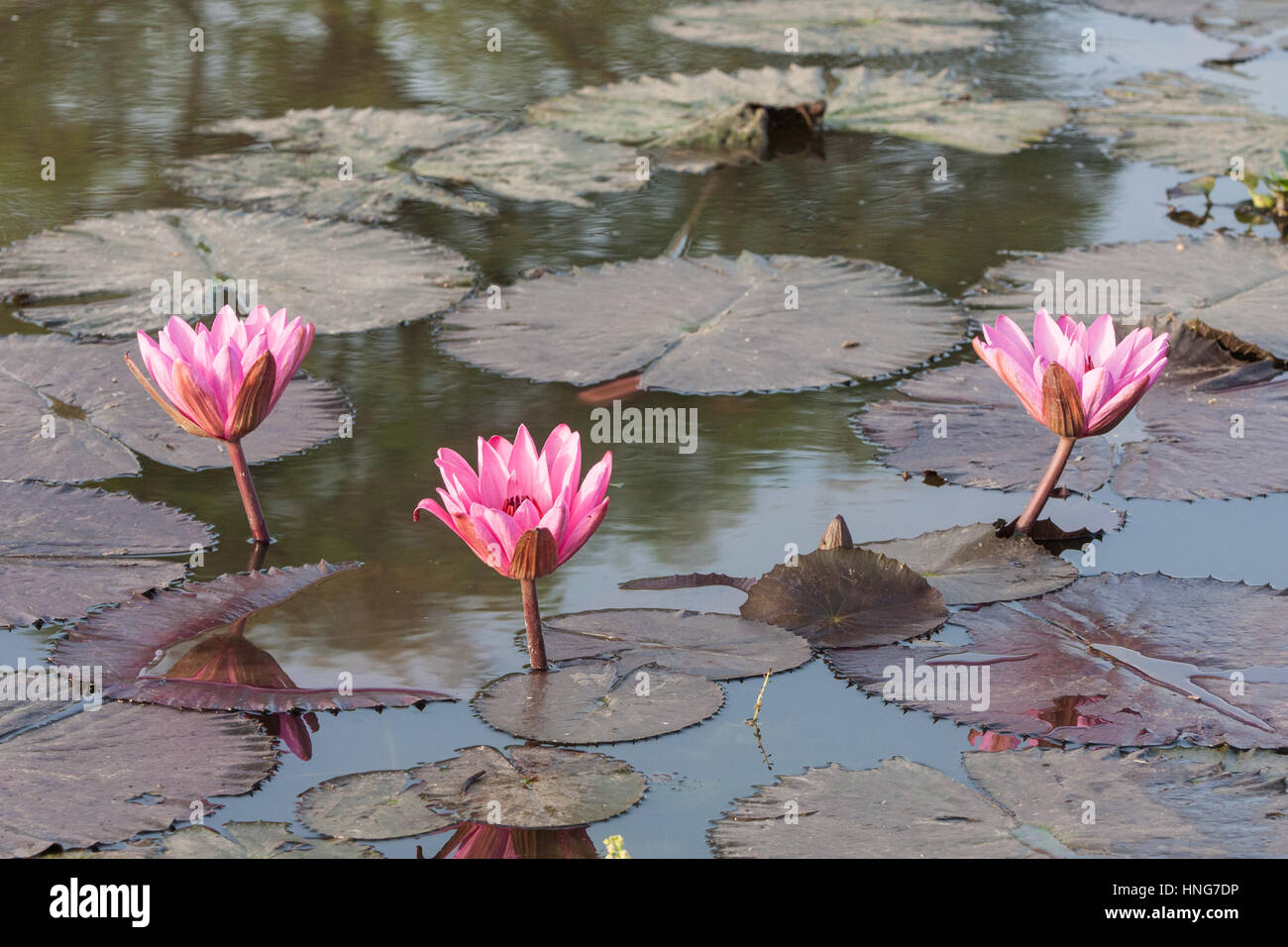 Lotus, flower,flowers,in,bloom,lake,in,centre,of, village,of Run,rural ...