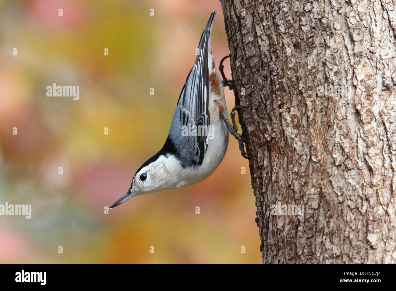 Nuthatch hi-res stock photography and images - Alamy