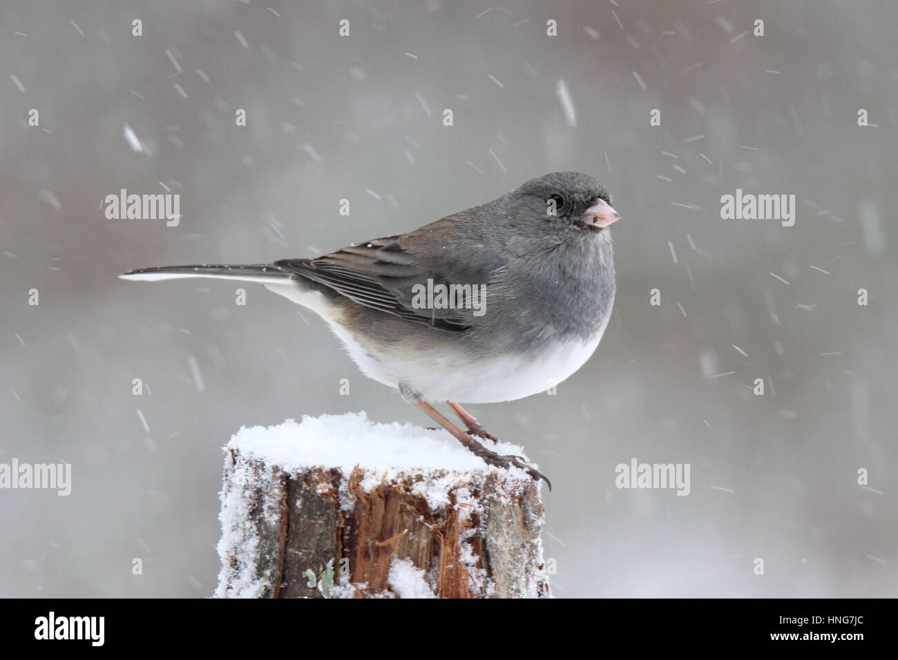 A male dark eyed (slate-colored) junco perching in a winter snow storm ...