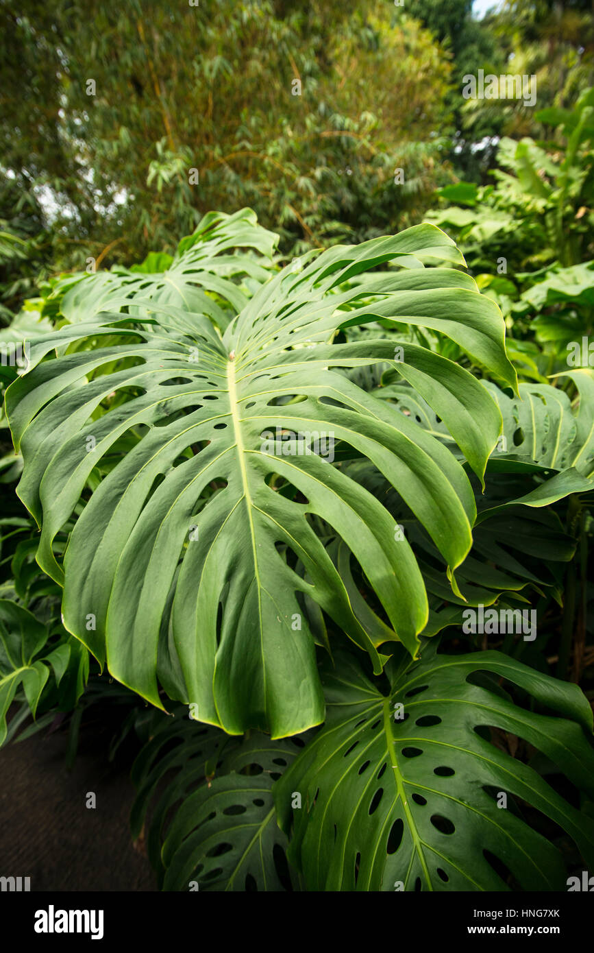 monstera in its natural environment Stock Photo - Alamy