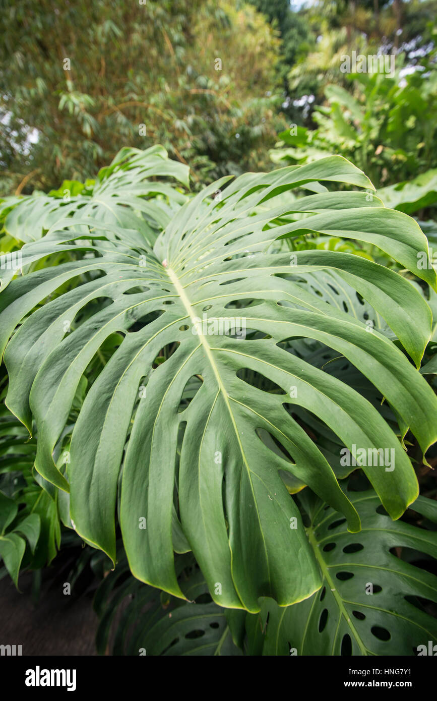 Monstera in natural environment hi-res stock photography and images - Alamy