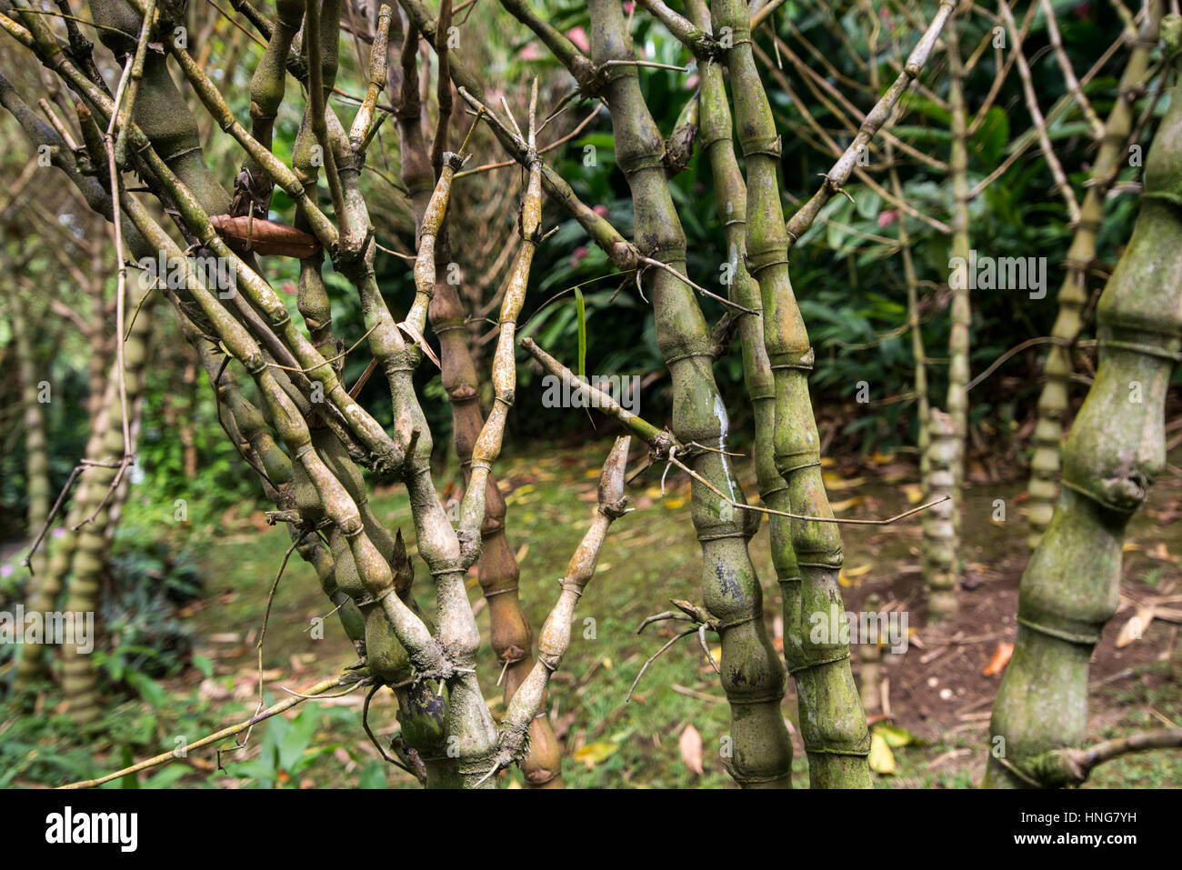 Crook of branches hi-res stock photography and images - Alamy
