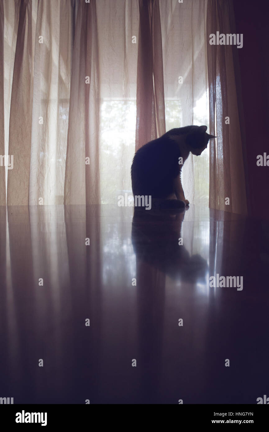 cat silhouette in window Stock Photo - Alamy