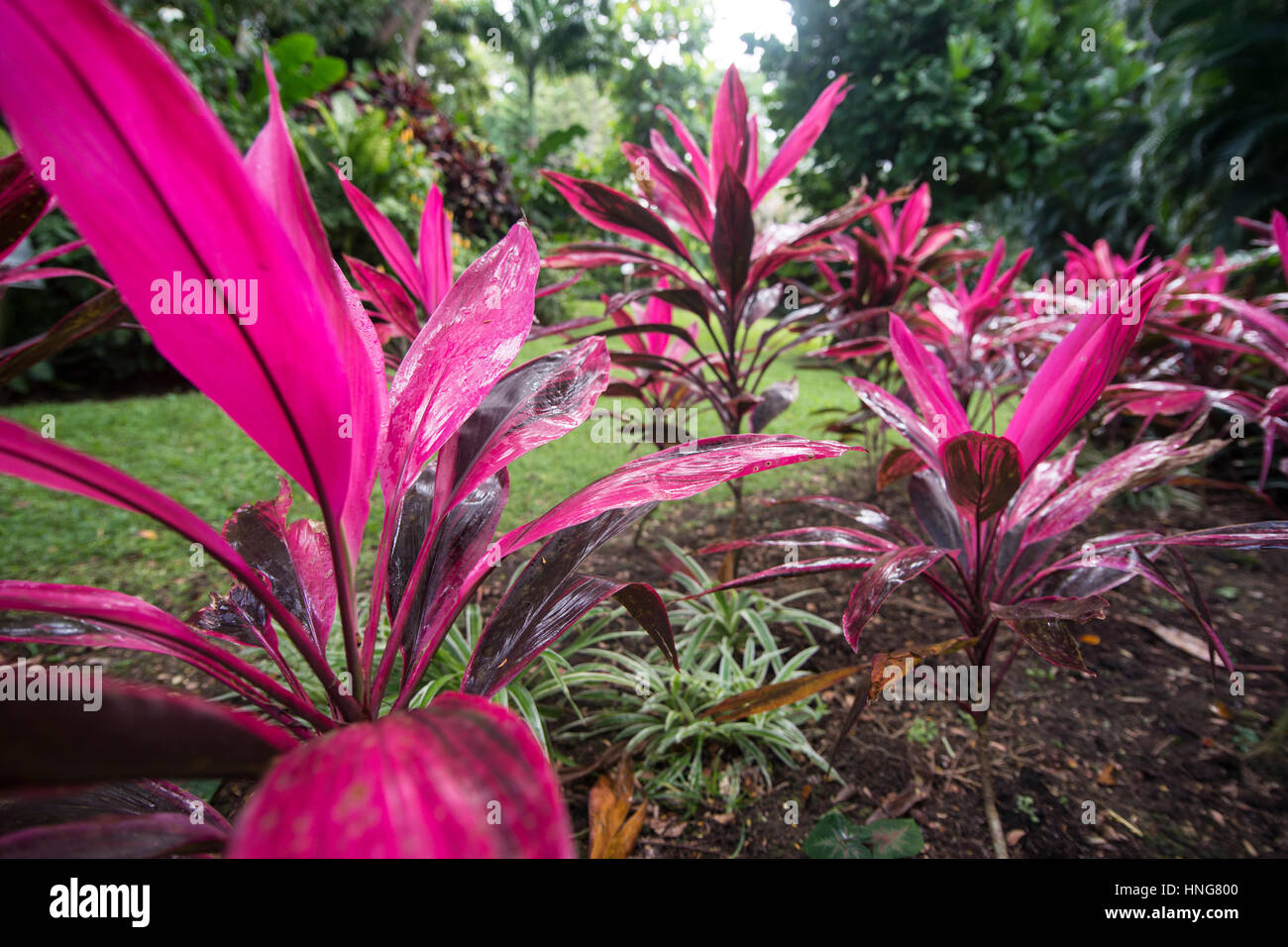 beautiful pink leaves Stock Photo - Alamy