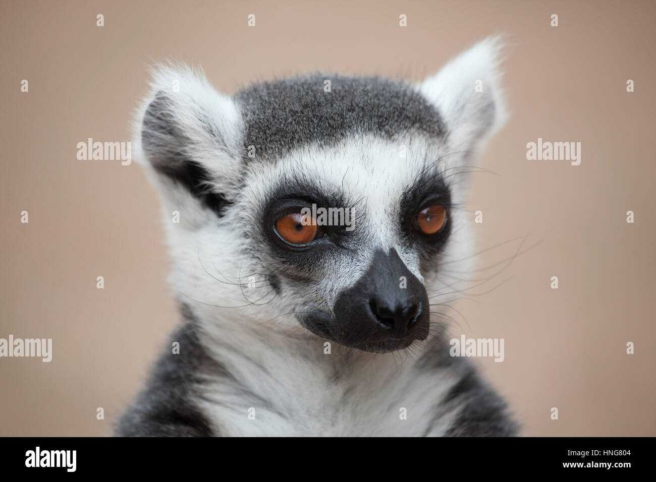 Ring-tailed lemur (Lemur catta Stock Photo - Alamy