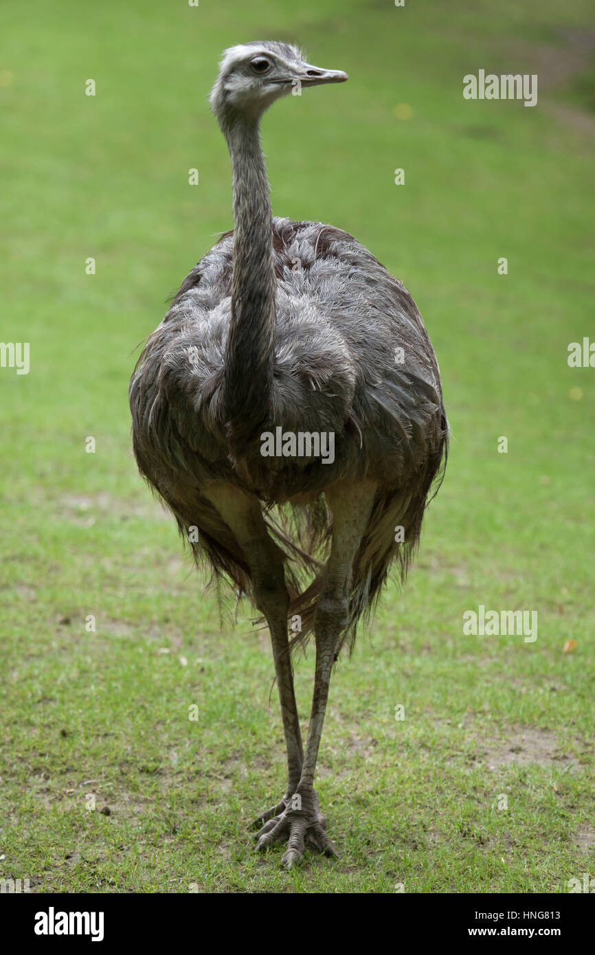 Greater rhea (Rhea americana), also known as the American rhea Stock ...