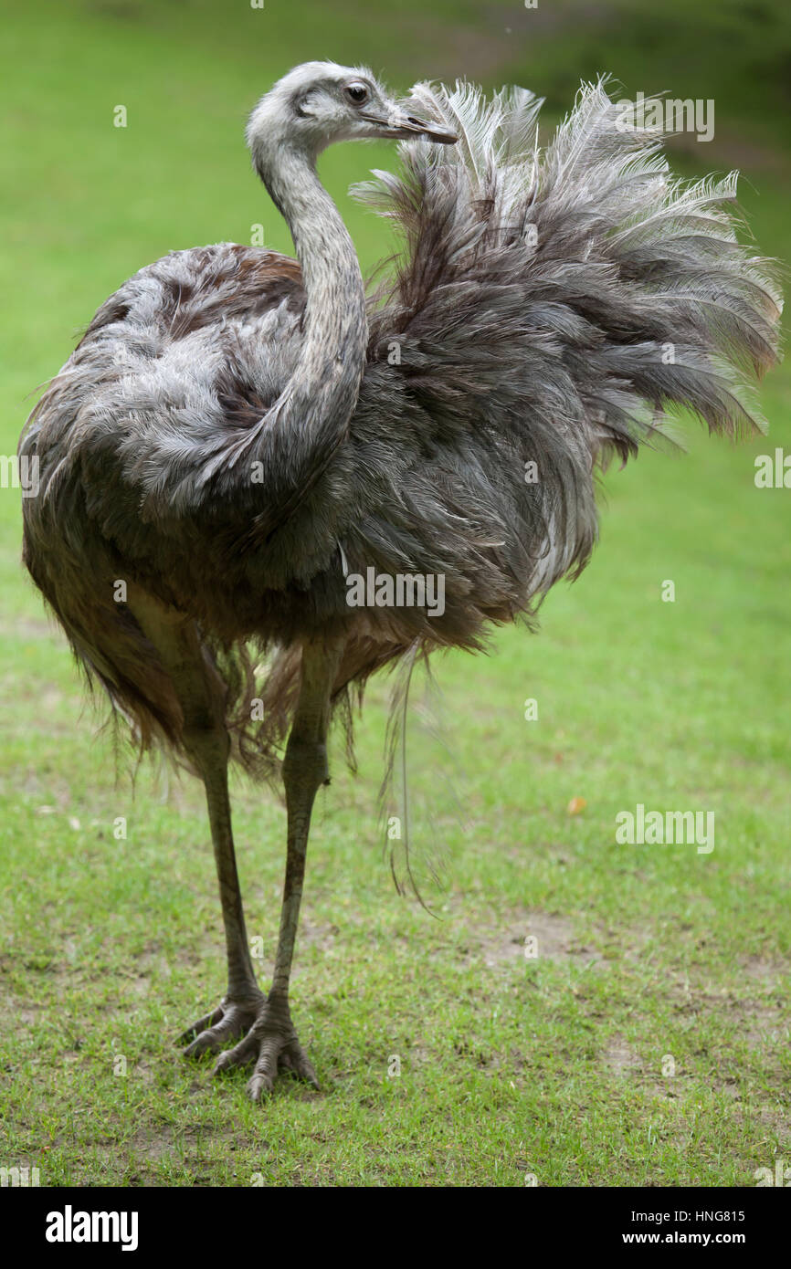 American rhea hi-res stock photography and images - Alamy