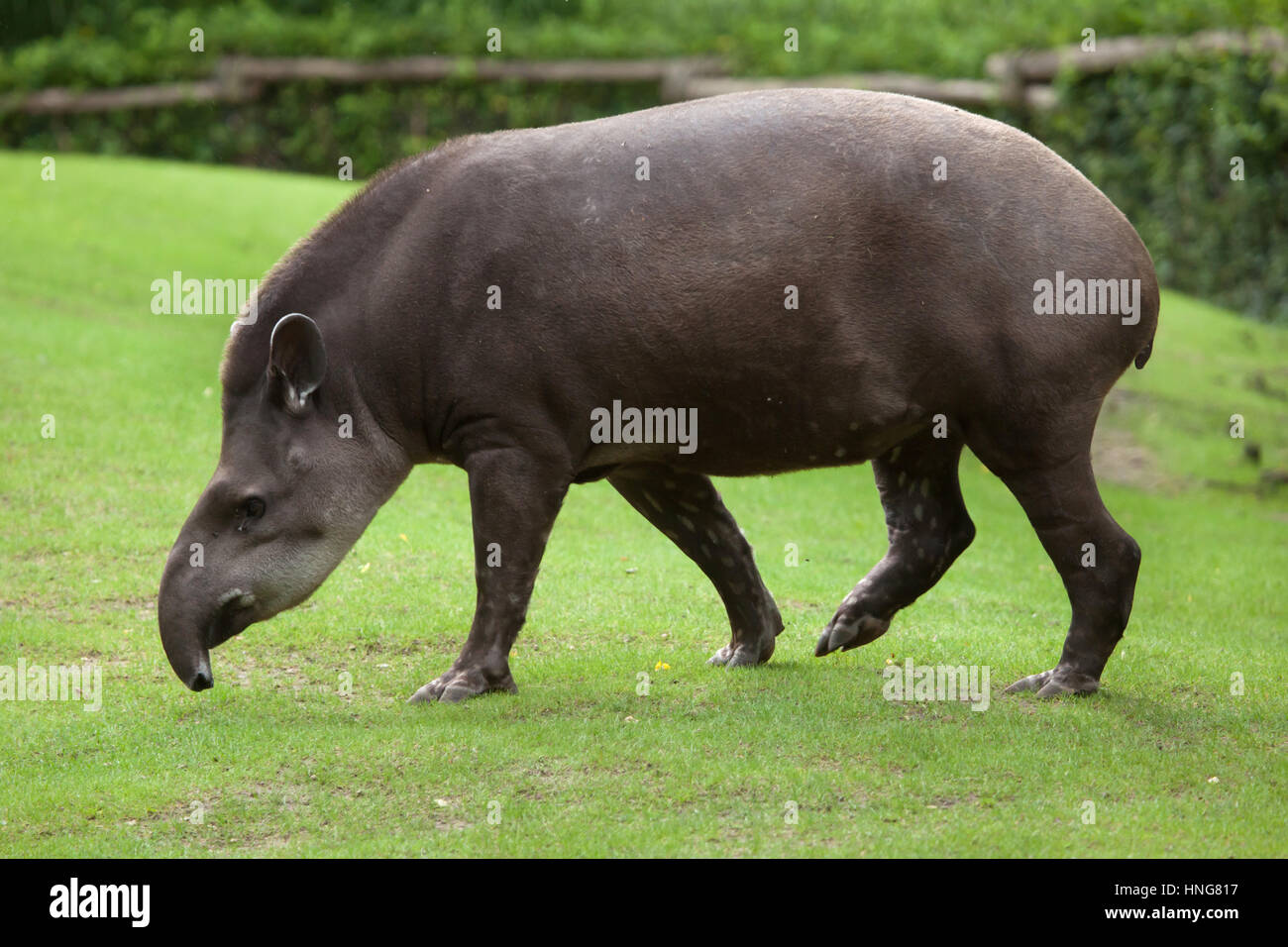 South American tapir (Tapirus terrestris), also known as the Brazilian ...