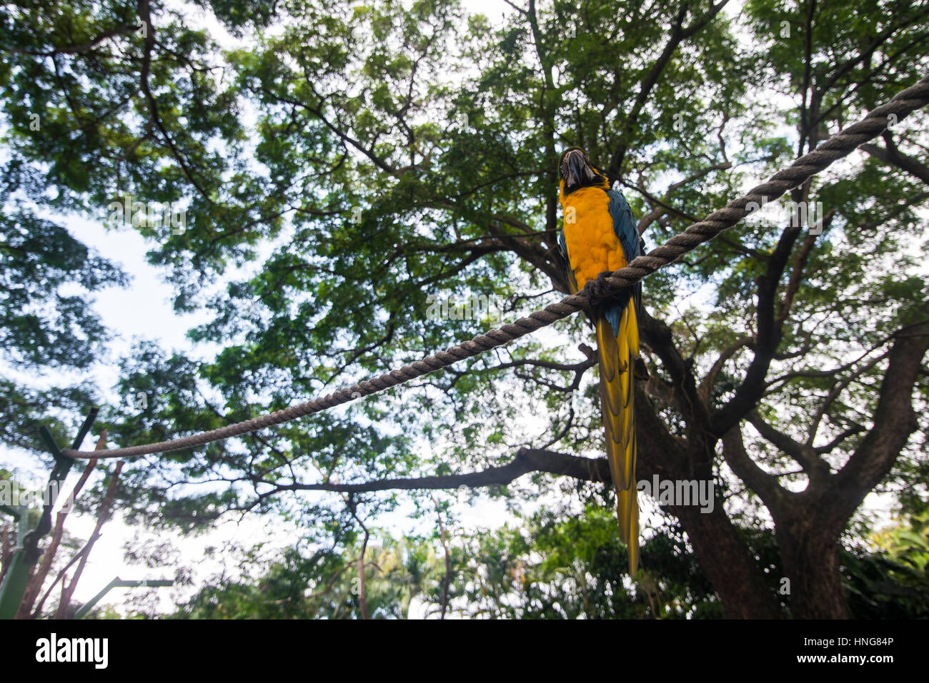 Ara species hi-res stock photography and images - Alamy