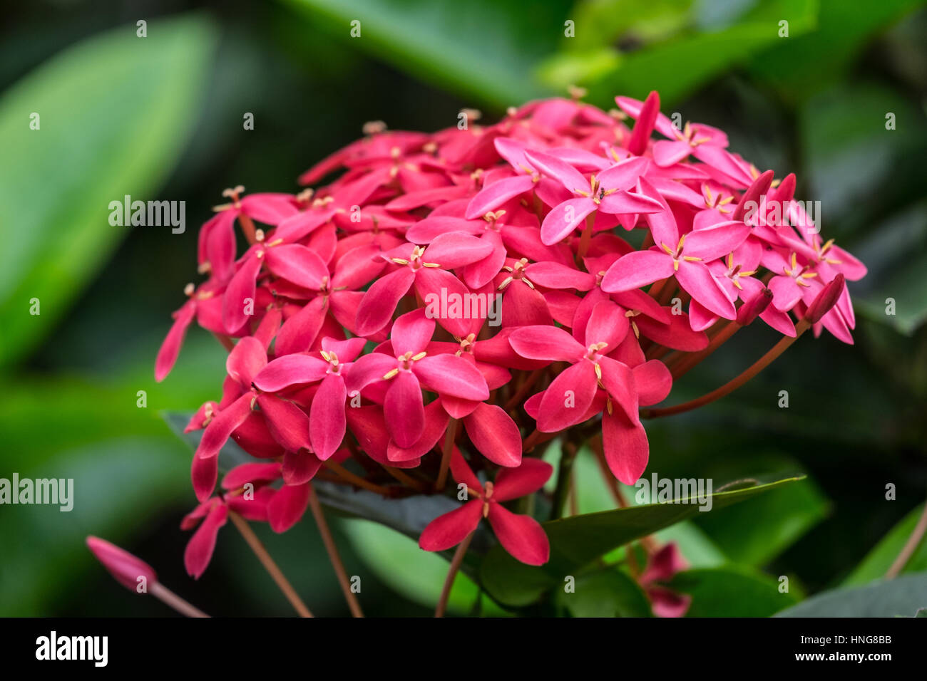 Red west indian jasmine, front focus, blurred background Stock Photo ...