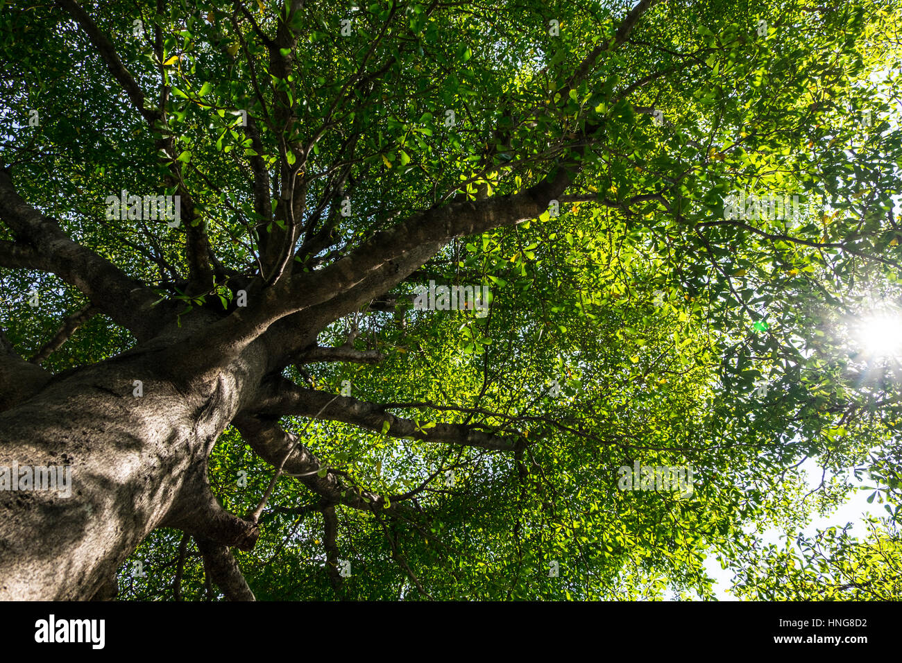 Bottom view of tree in sunny day, lens flare effect Stock Photo - Alamy
