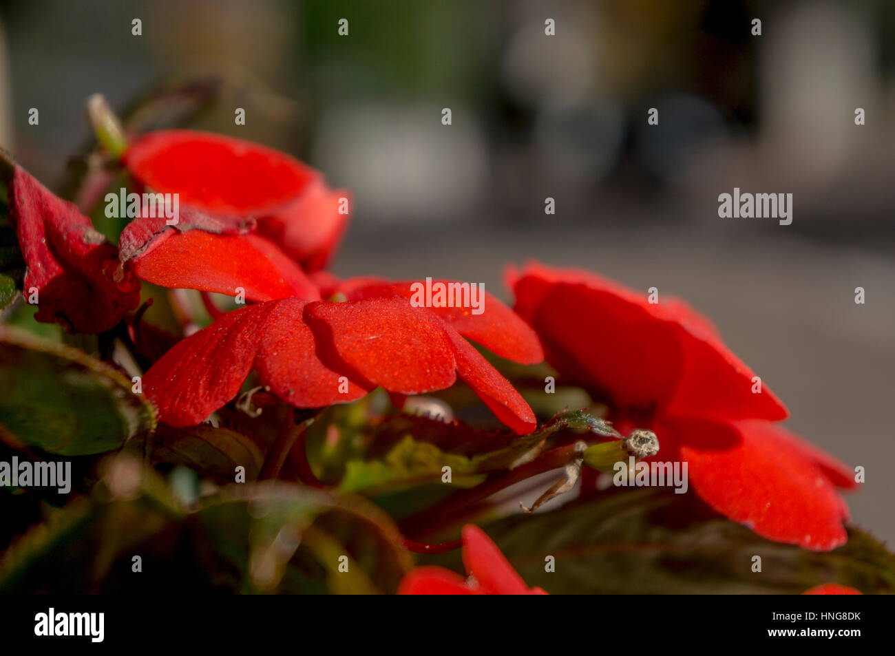 Shallow flower hi-res stock photography and images - Alamy