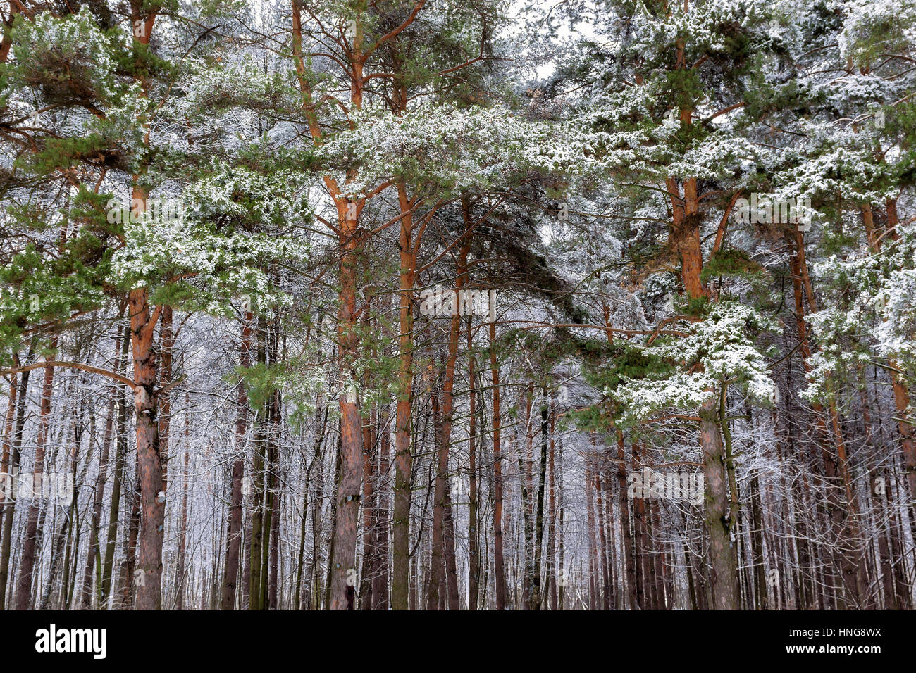 Beautiful snowy forest winter hi-res stock photography and images - Alamy